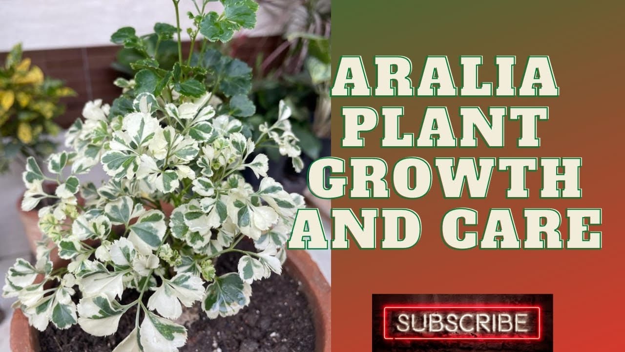 How to care &grow Arelia plant/Best plant for beginners/अरेलिया प्लांट ...