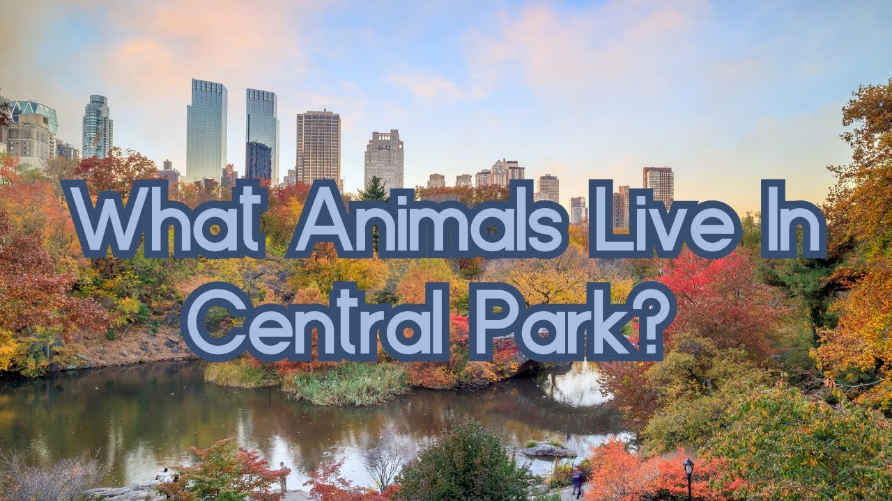 What Animals Live In Central Park? | Dawn Day Biehler - YouTube