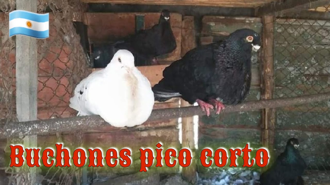 BUCHONES PICO CORTO, desde mis inicios hasta el día de hoy. (FOTOS) # ...