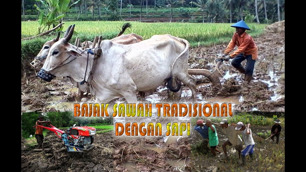 Sapi Bajak Sawah! Petani Membajak Sawah Tradisional Memakai Sapi ...