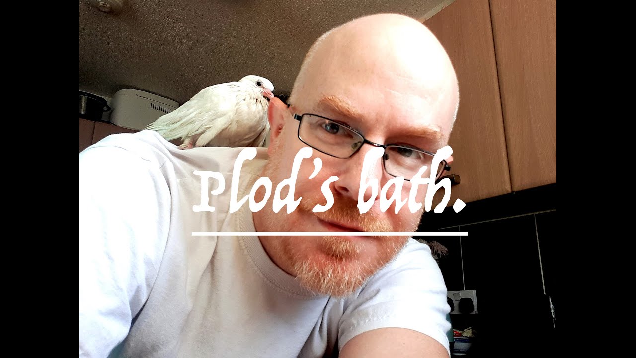 Treating a Fantail Dove with feather mites: Plod's bath. - YouTube