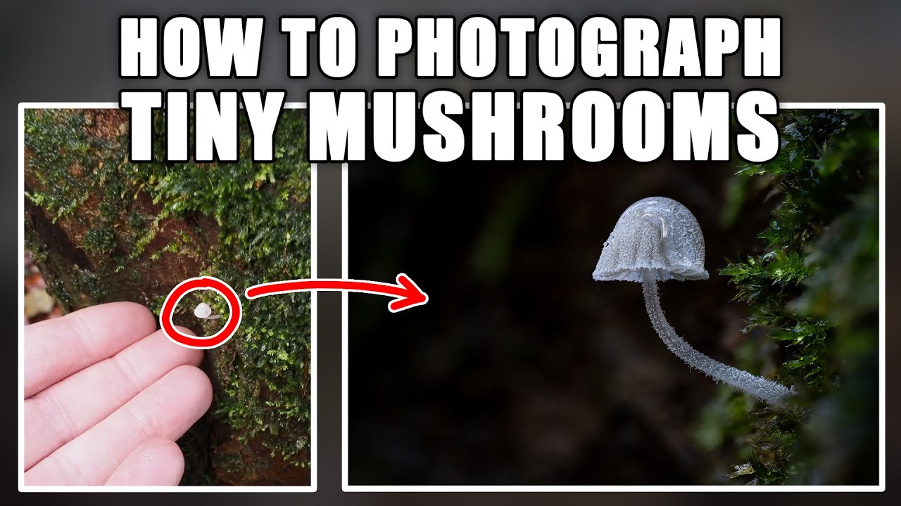 A Brief Macro Tutorial: Photography, Focus Stacking and Editing - YouTube