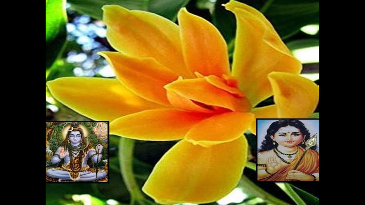 Shenbagam flowers - YouTube