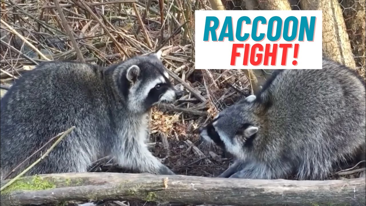 raccoon fight | #raccoons #stanleypark #animalfight #hungryanimals # ...
