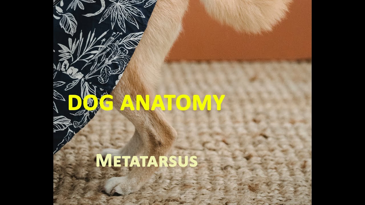 Anatomy of Dog Metatarsal Bones or Metatarsus Region | Veterinary ...
