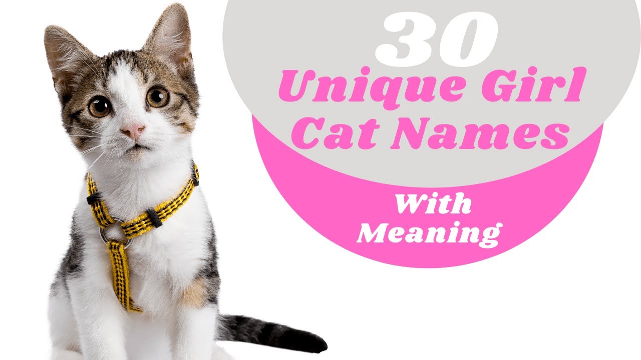 Unique Girl Cat Names 30 Most Unique Names For Female Cats With Meaning 2021 YouTube unique-girl-cat-names-30-most-unique-names-for-female-cats-with-meaning-2021-youtube