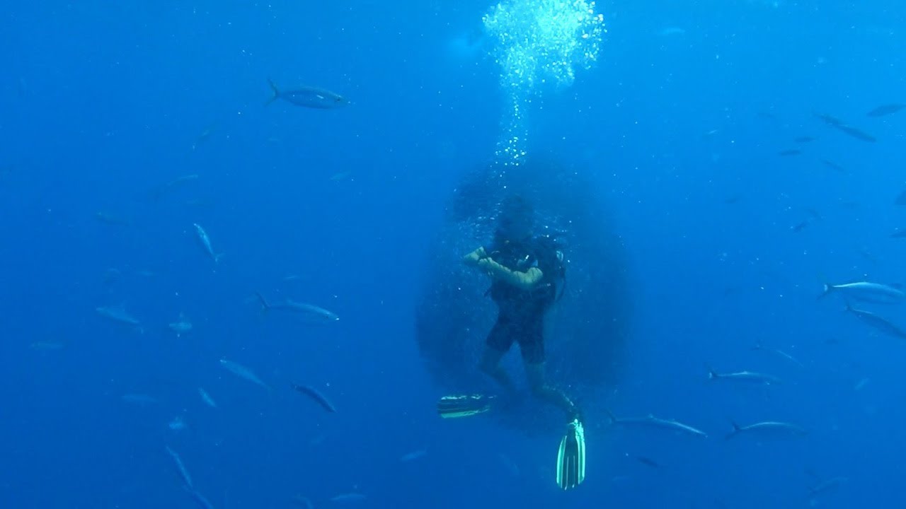 Fish Surround Diver In A Bait Ball For Protection From Shark - YouTube