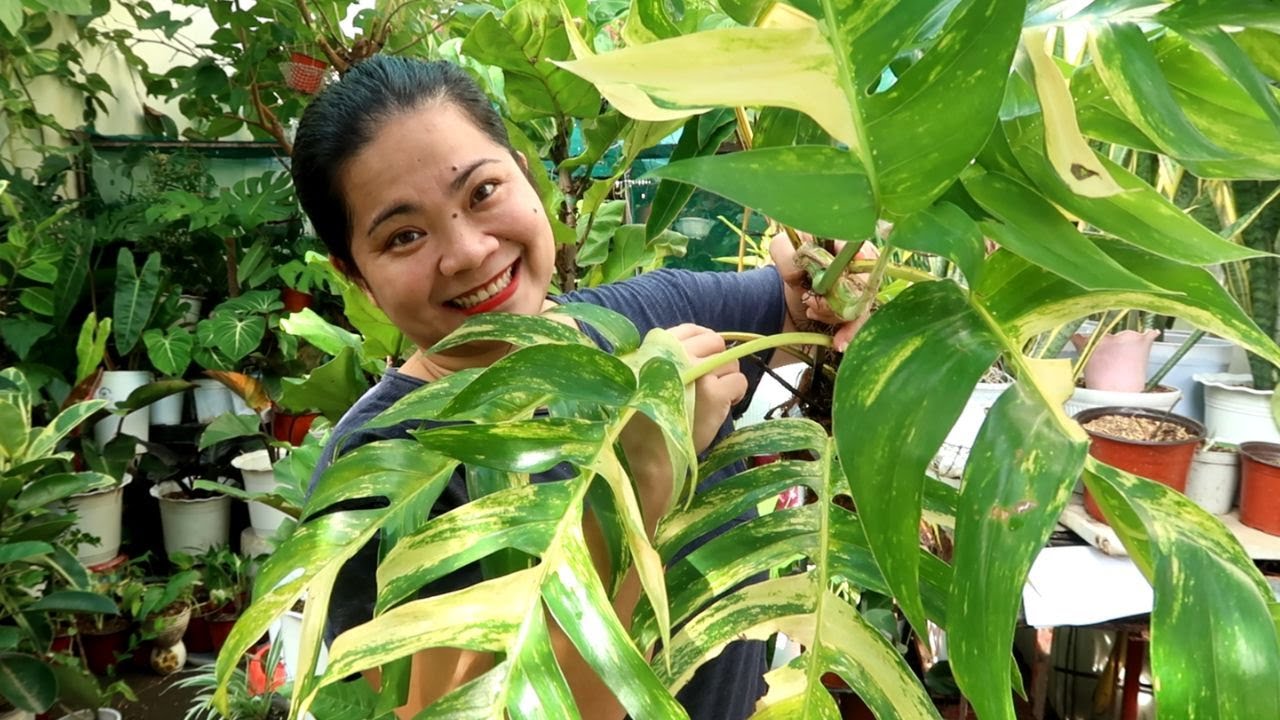 ANG GANDA TLAGA NI EPI FLAME🥰 PERO NOT FOR SALE PA PO! MERON TAYO ...