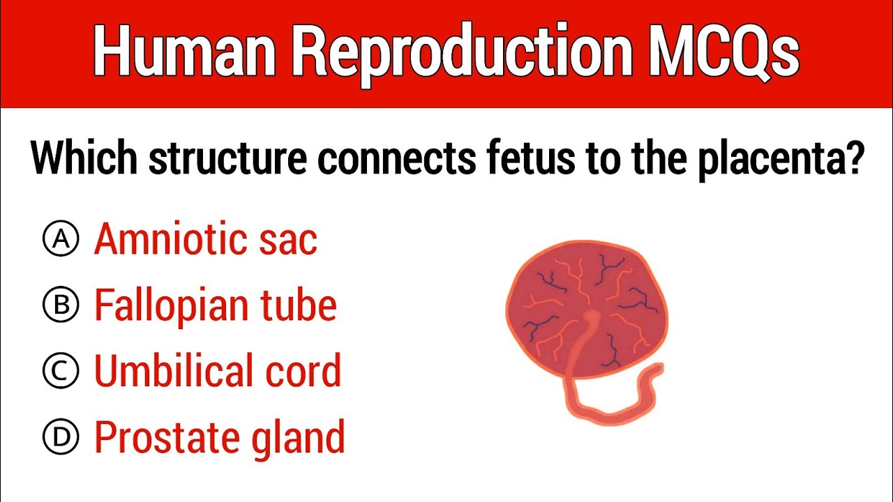 Human reproduction Mcqs | Reproductive system mcq - YouTube