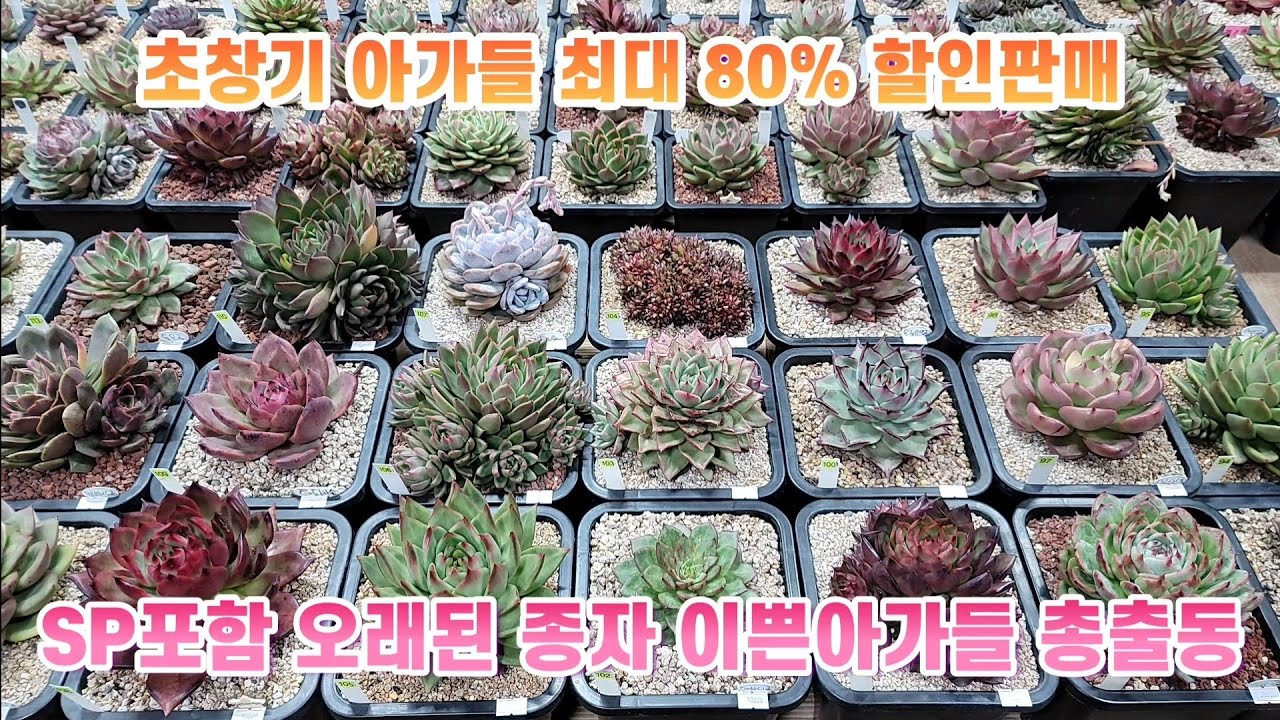 이삐다육 오래된 종자 아가들 최대 80 할인판매 이쁜아가들 선별해서 착한 가격에 묵둥이 창 초창기 선별종 귀둥이 특이종 이삐다육 달콤한총각다육 Youtube