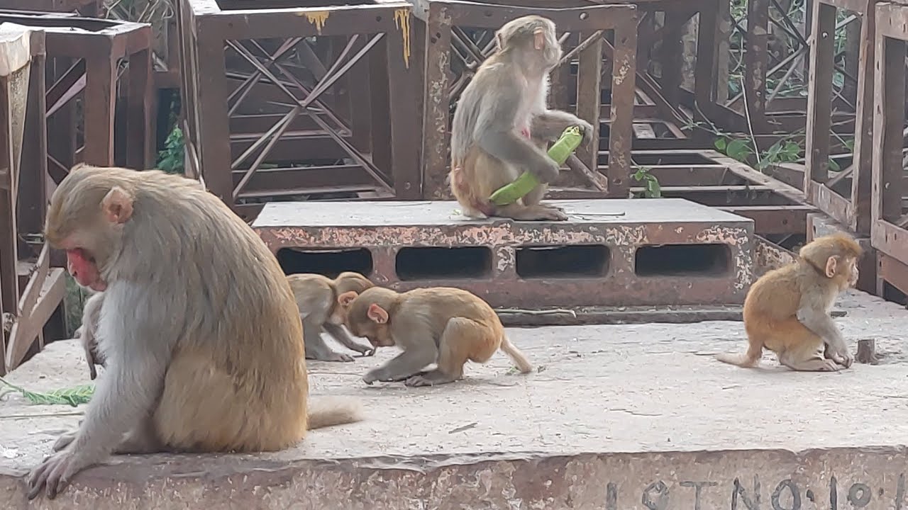 Hanuman | Monkey eat food Happy new year #youtubeshorts #shortvideo ...