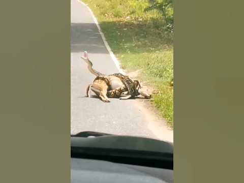 Deer🦌Saved From python 🐍 | python attacked #python #deer #snake #resque ...