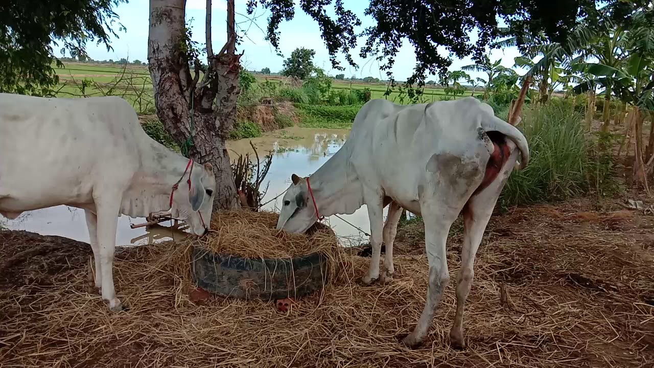 Treatment is cow thin USA I Vommex+B canola - YouTube