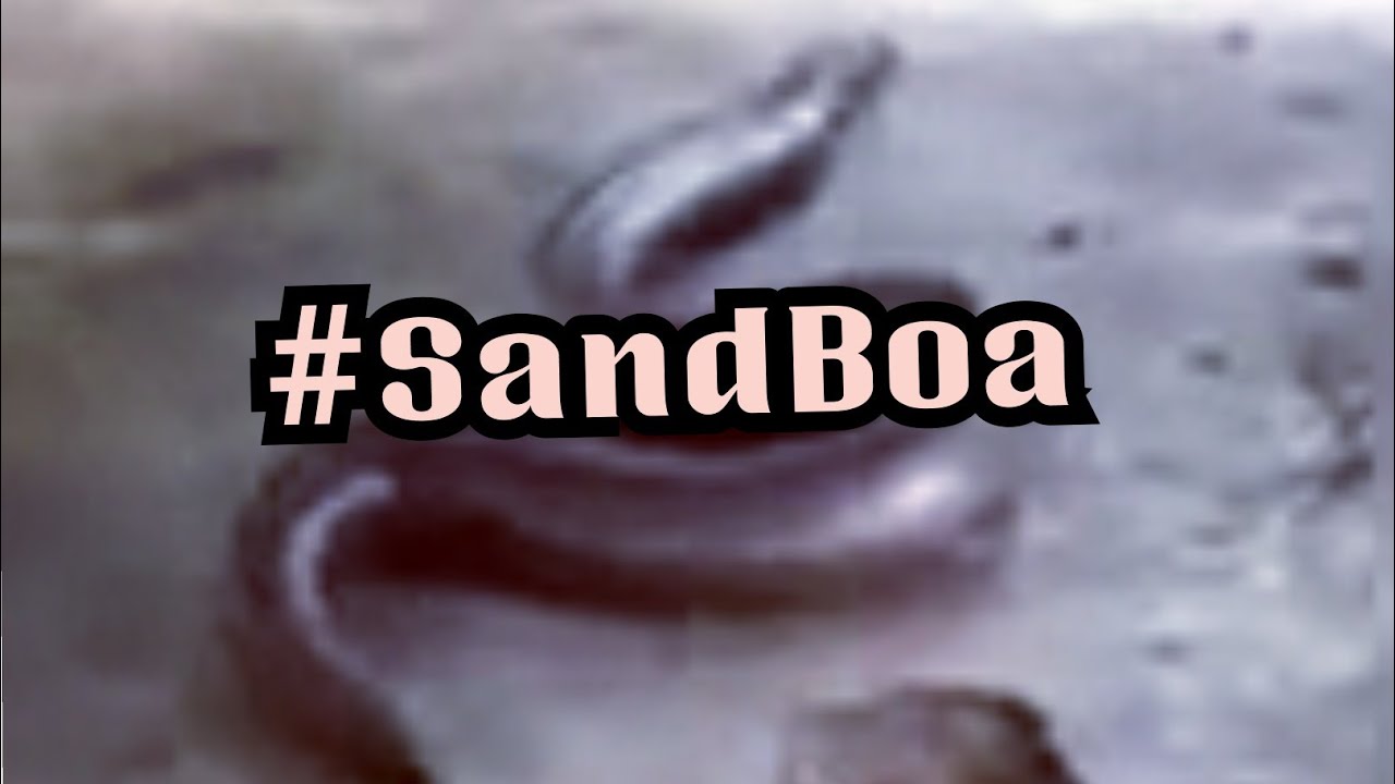 Do Muha Saap Real Jungle Wala | E2 - YouTube