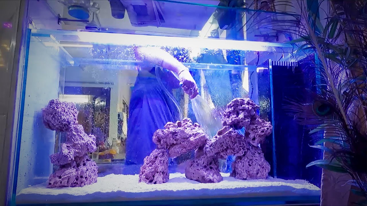 NEWLY INSTALLED STANDERD MARINE TANK | salt water fish tank set up ...