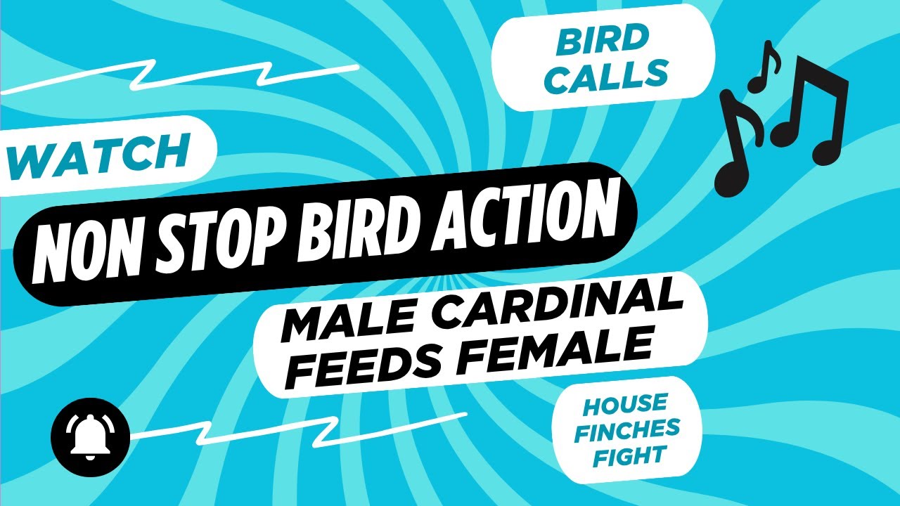 NON STOP Bird Action | Live Stream HIGHLIGHTS | Watch Wild Birds! - YouTube