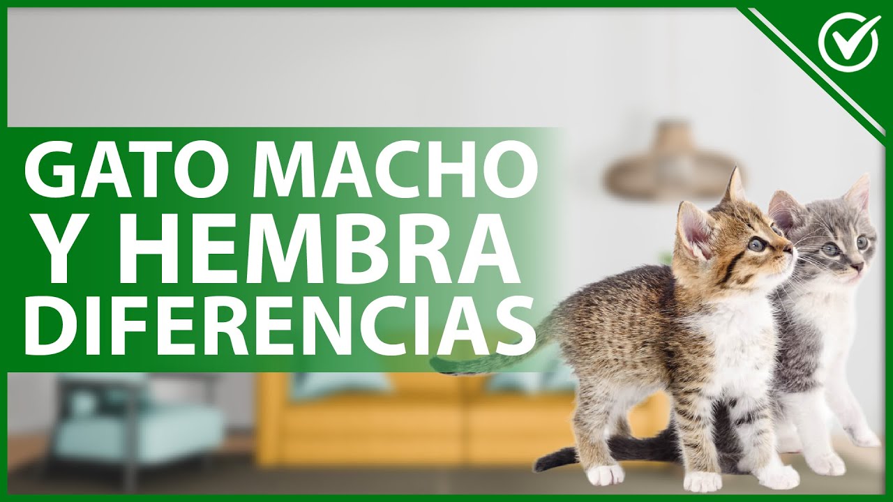 🐱 Principales diferencias entre un GATO MACHO Y HEMBRA - Comportamiento ...