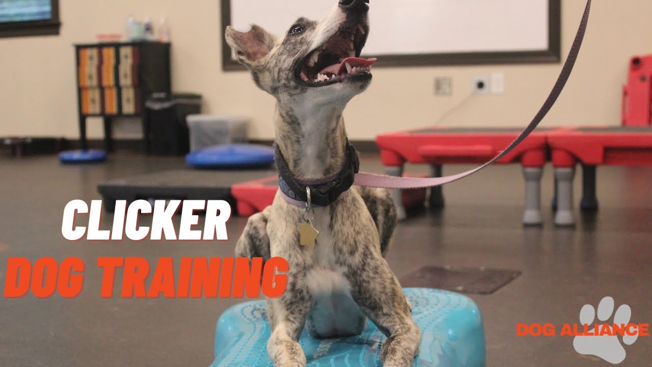 How to Clicker Train your Dog - YouTube