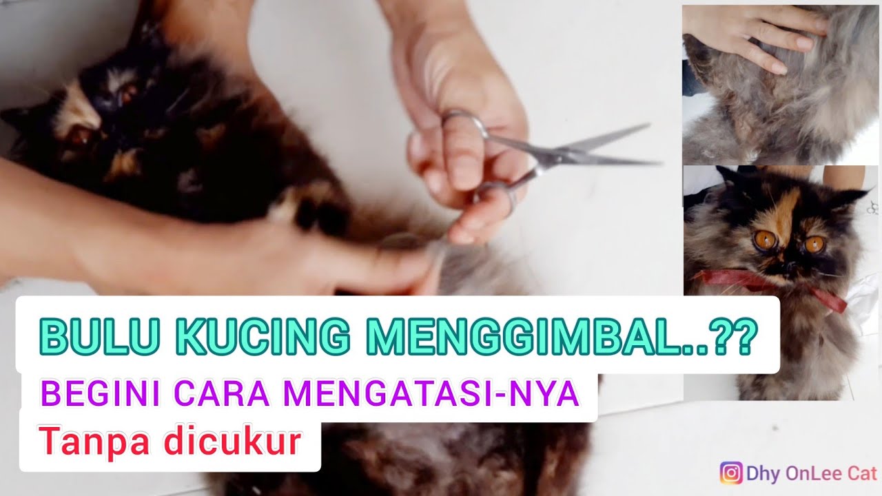 BULU KUCING GIMBAL - Cara Mengatasi Bulu Kucing menggimbal atau ...