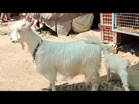 super quality silky Bantam goat and female kids available in ma goat ...