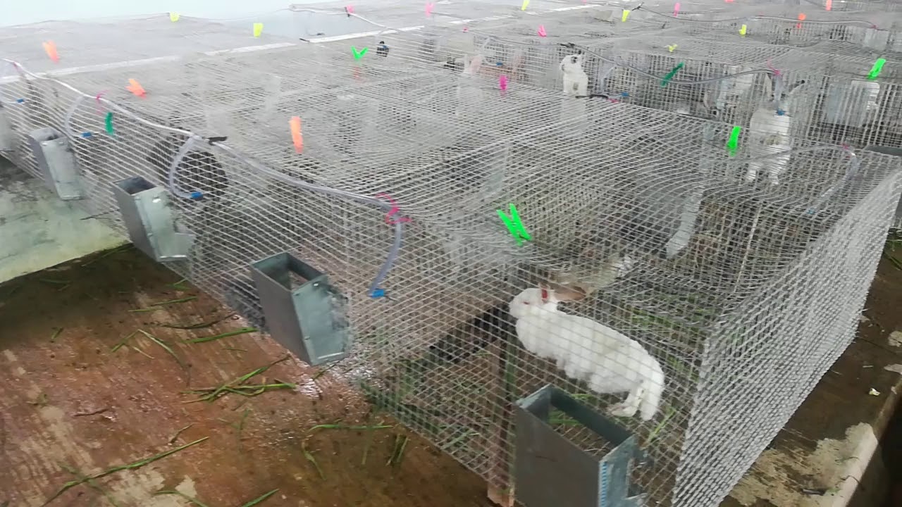 Rabbit farm .. 9964699101 - YouTube