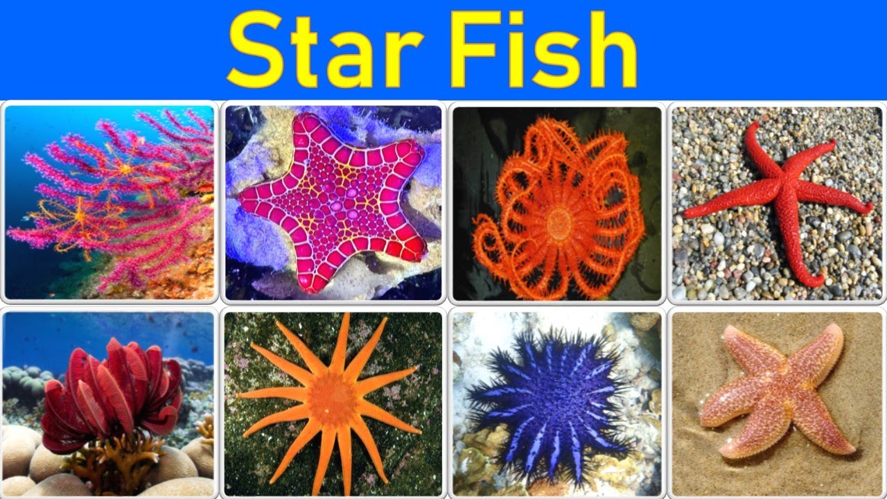Amazing Starfish | 60 starfish Names | The sea star | sea animals - YouTube