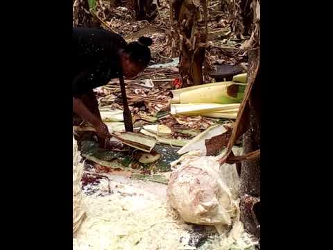 Warqe or Enset Decorticating Machine