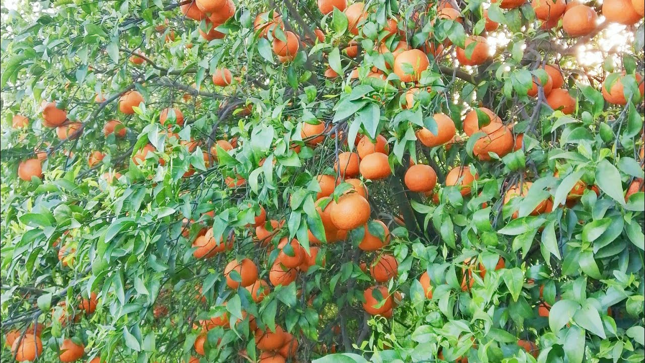 Orange Garden Visit in 2021/ Healthy and Delicious Pakistani Oranges ...