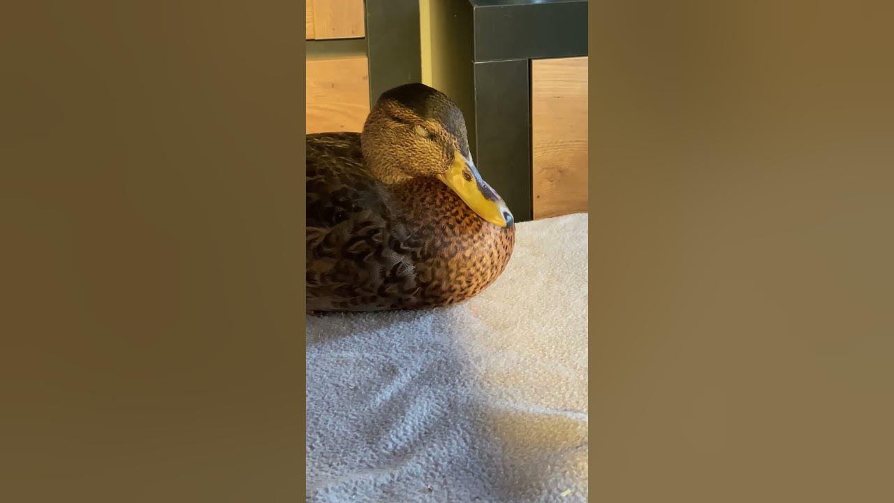 Duck Can't Stay Awake Zzz - YouTube