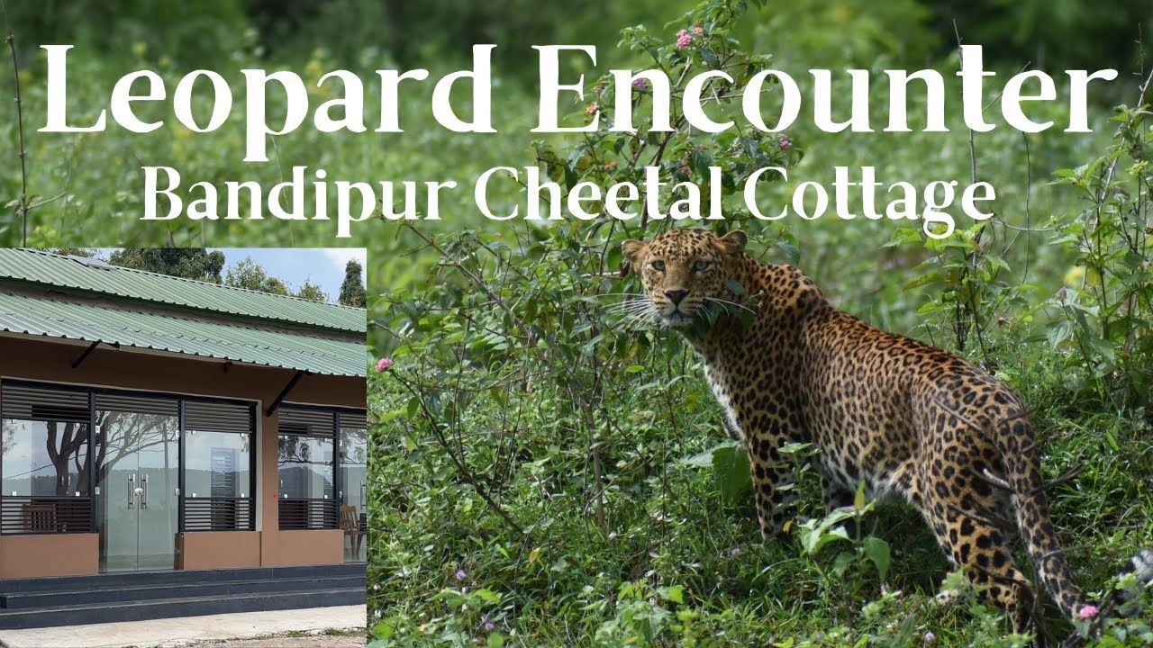 Caught on Camera Leopard Roaming Near Our Bandipur Cottage Stay! - YouTube