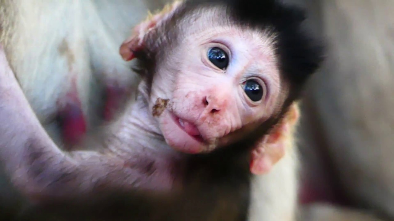 MG- Why newborn monkey Janet have milk like this? Very adorable newborn ...