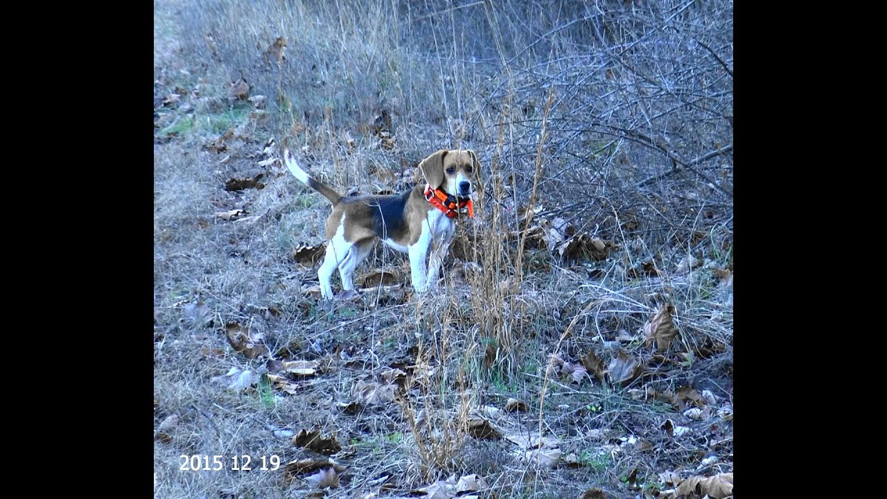 Skyview's Beagles Rabbit Hunting Showing How Dogs Hunt - YouTube