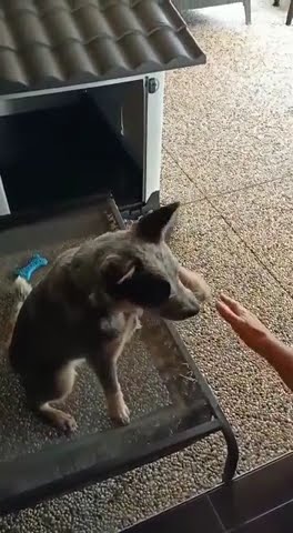 Tessa Shake Hi5 Bump - YouTube