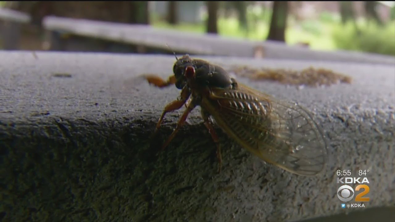 WVU Researchers Studying Zombie Cicadas - YouTube