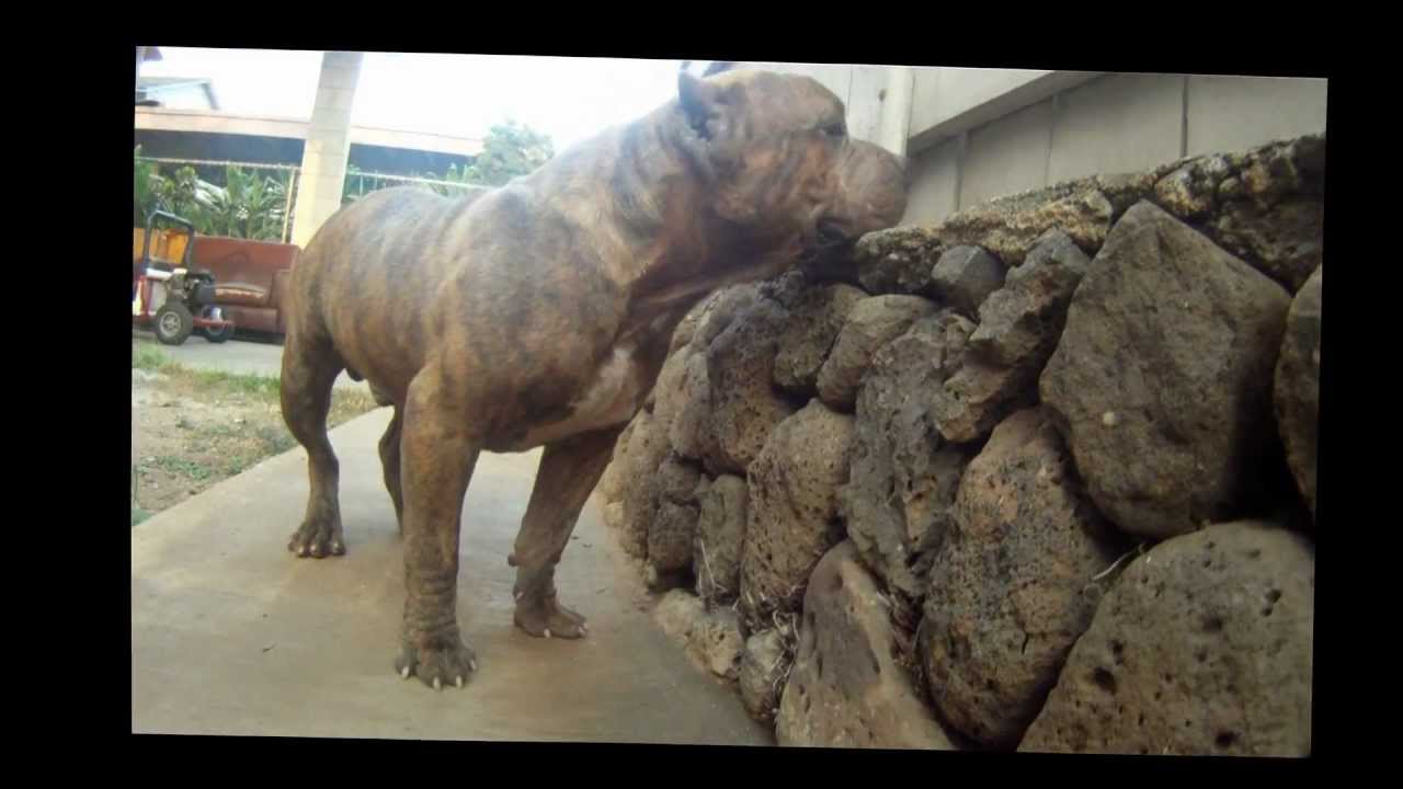 Micro Bully By: Showtime Bullys Oahu, Hawaii - YouTube