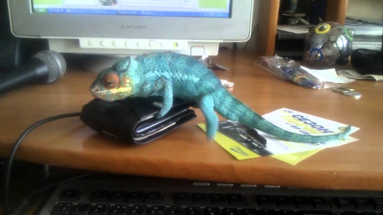 excited chameleon - YouTube