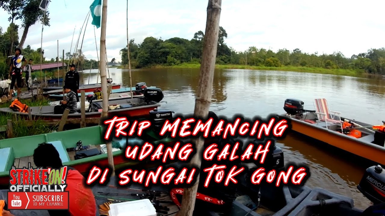 Memancing Udang Galah | Di Sungai Tok Gong | Besut Terengganu - YouTube