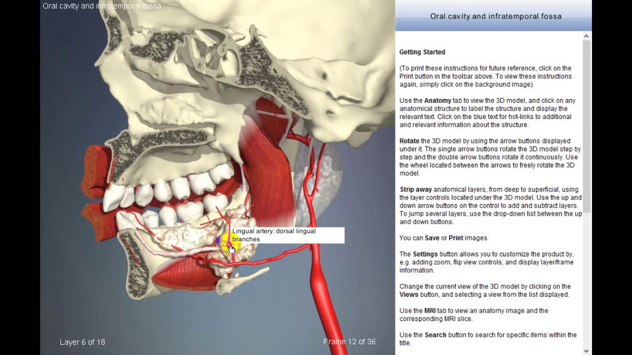 Lingual artery: dorsal lingual branches | Arteries of head and neck ...