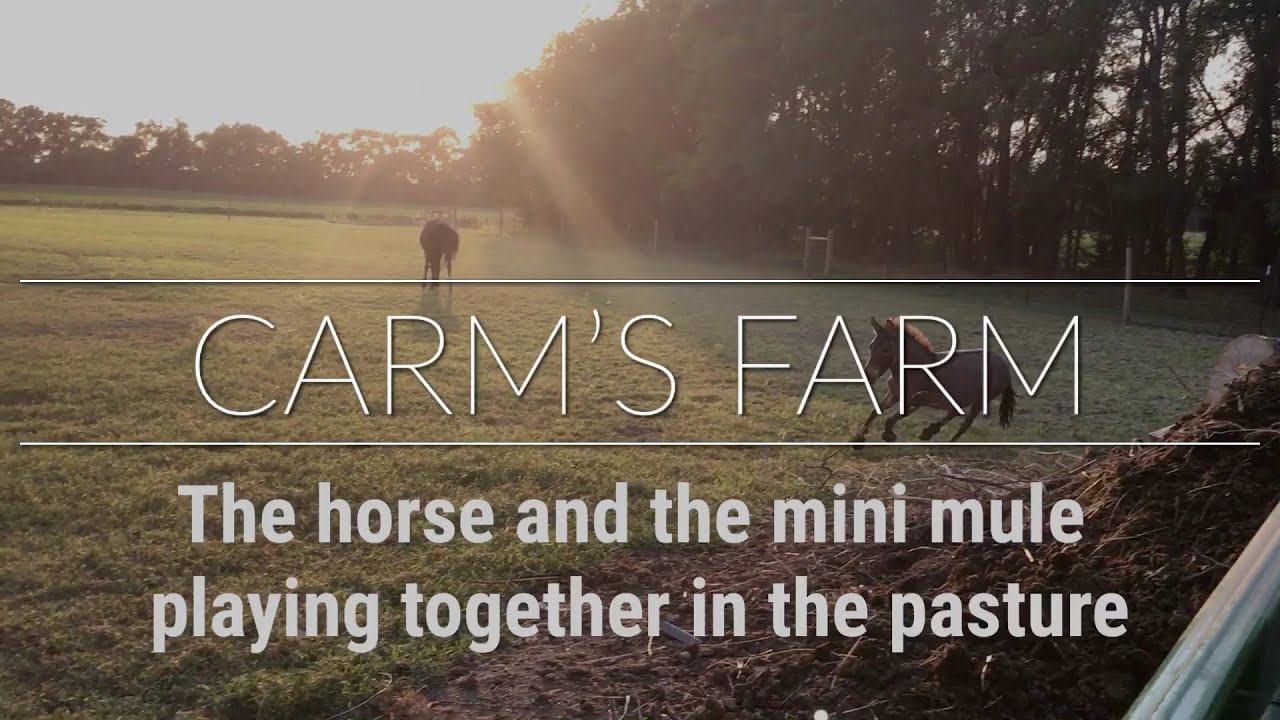 The horse and the mini mule playing together in the pasture - YouTube