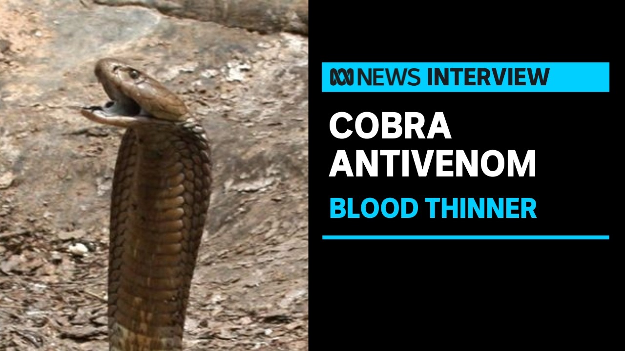 Researchers find blood thinner can be used as a cobra antivenom | ABC ...