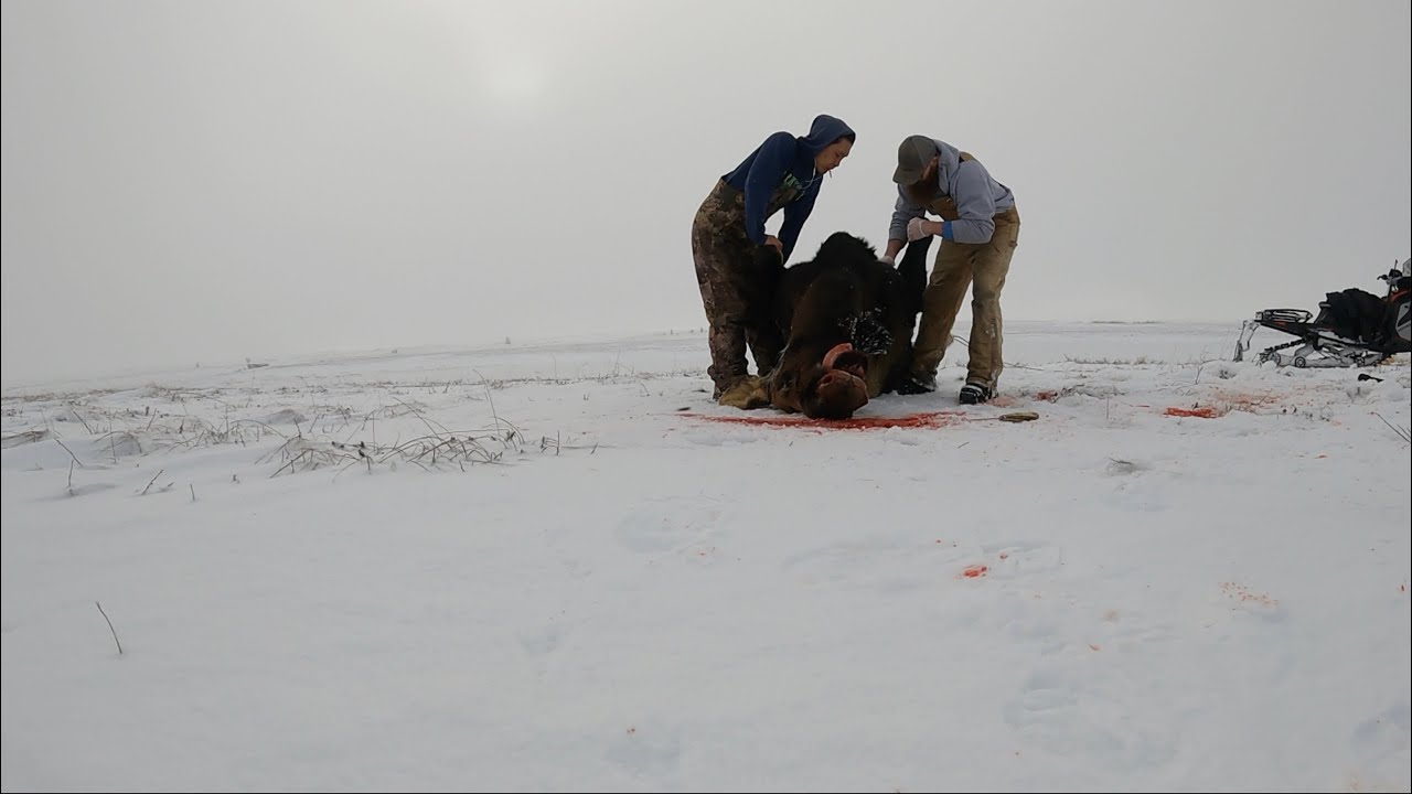 Field Dressing an Alaskan Moose (time-lapse) - YouTube