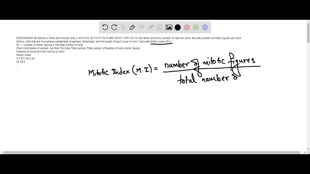 EXPERIMENT #6: Mitosis in Plant and Animal Cells 3. MITOTIC ACTIVITY IN ...