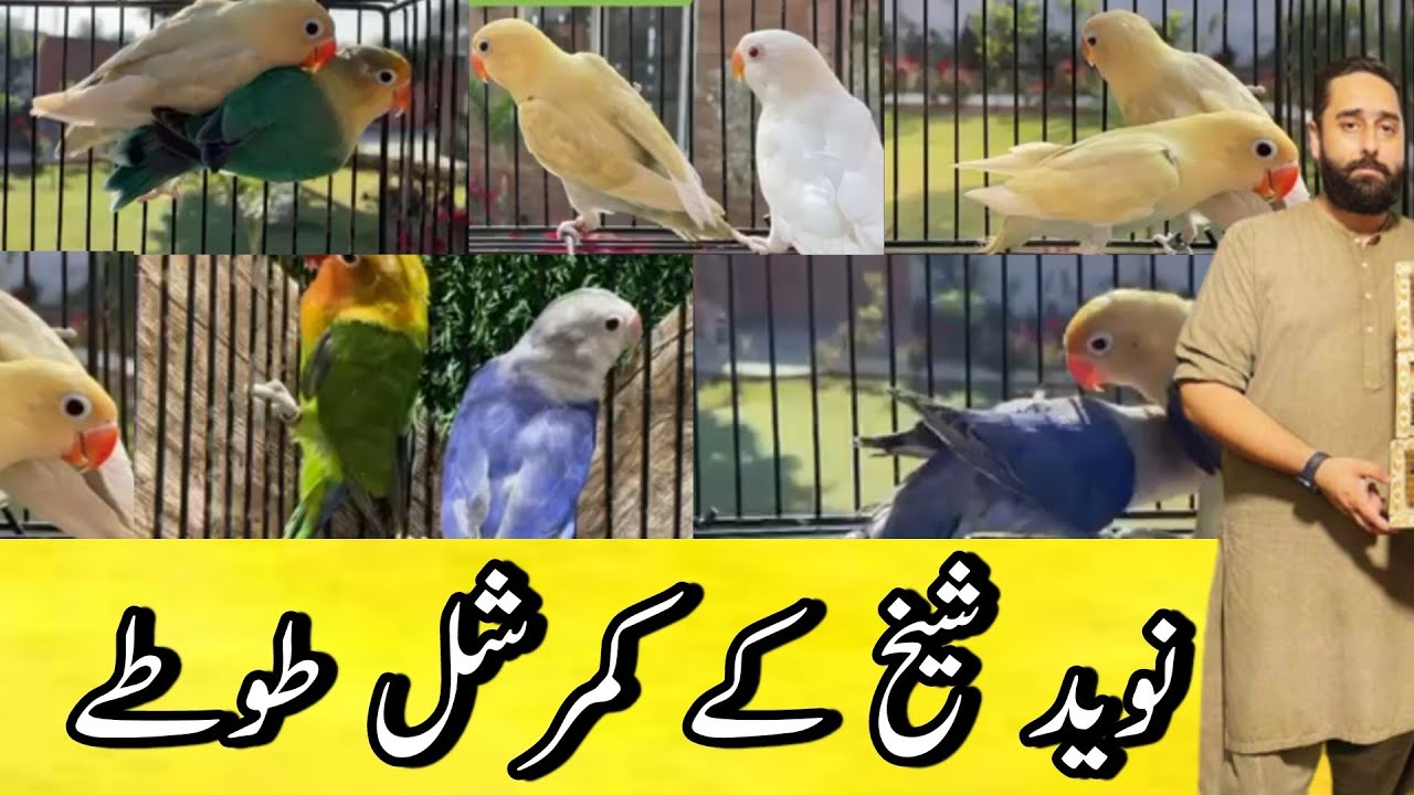 Naveed sheikh |lovebirds |albino red eyes |creamino - YouTube
