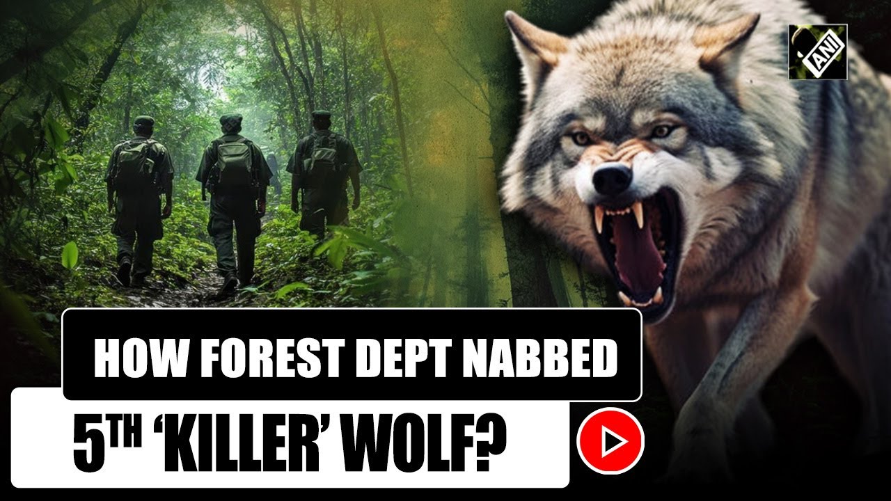 Infrared drones, snap cameras, cages all around; This is how Forest ...