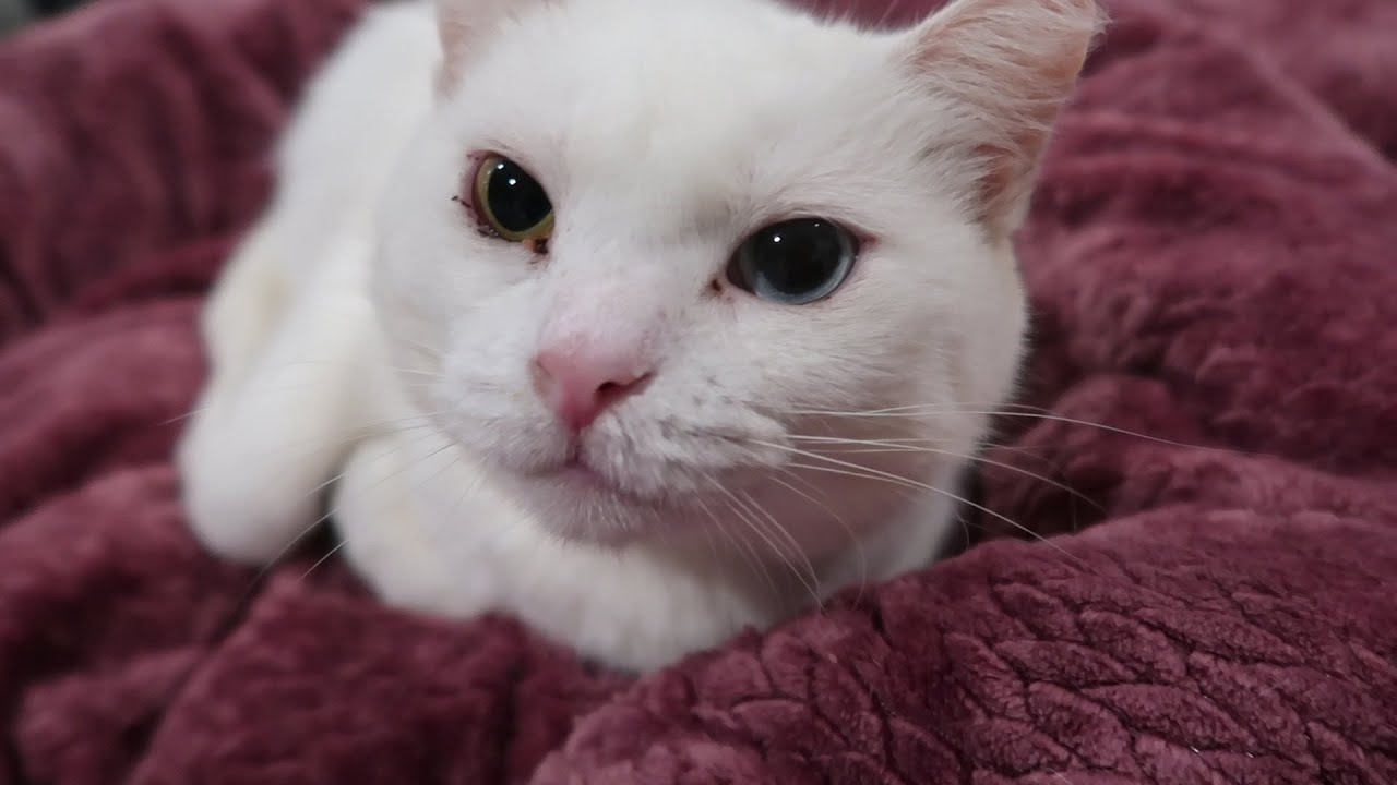 The cat that had frostbitten ears - YouTube