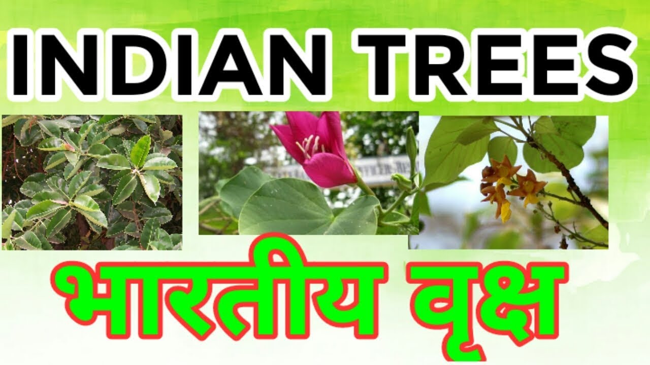 Trees Name Indian Trees Name Scientific Name Of Indian Trees YouTube trees-name-indian-trees-name-scientific-name-of-indian-trees-youtube