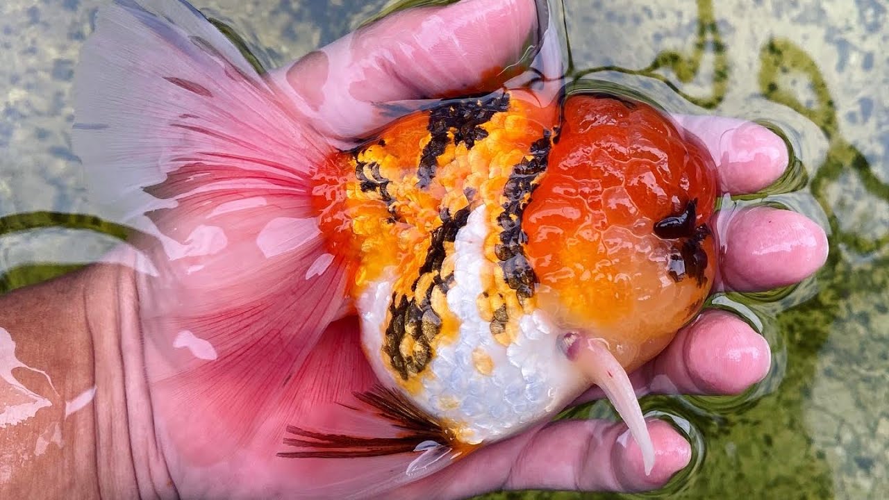 High quality goldfish selection @lpjart - YouTube