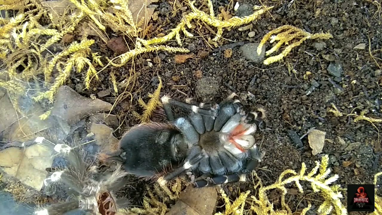 Nhandu Chromatus ( Brazilian red & white tarantula)-molting time lapes ...
