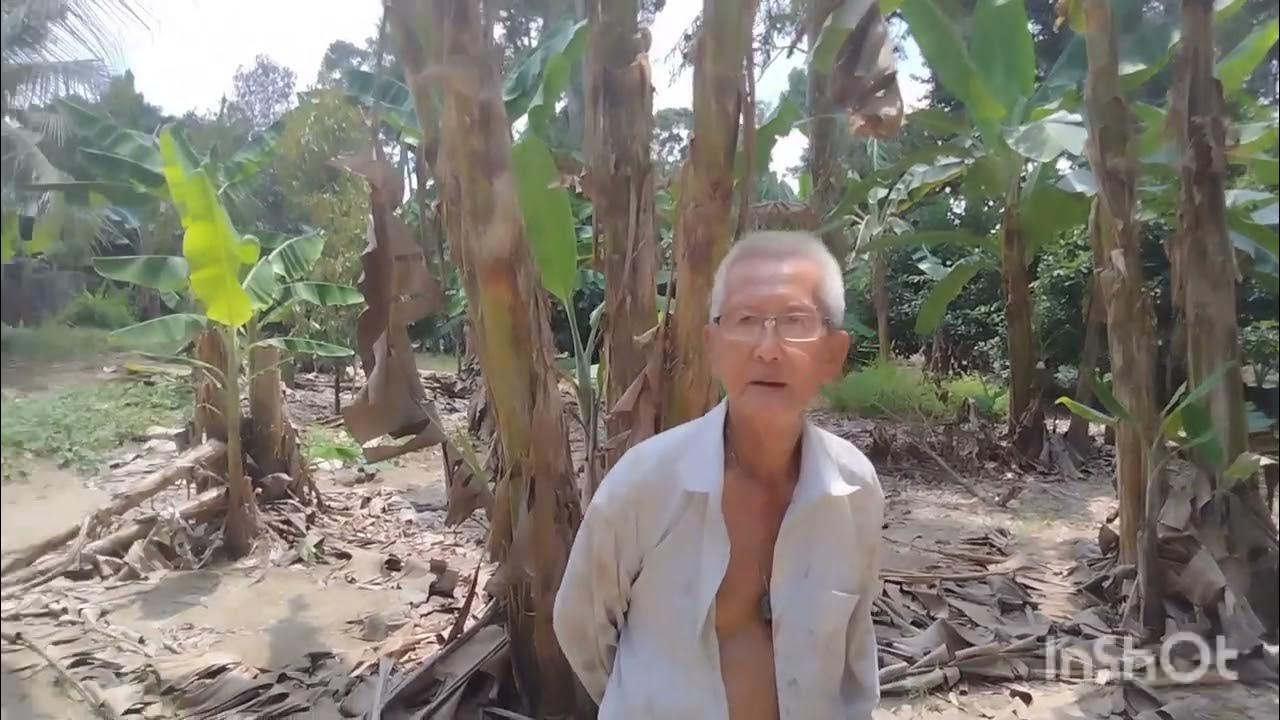 Siapa nak beli Dusun Durian...4 ekar di Manong - YouTube