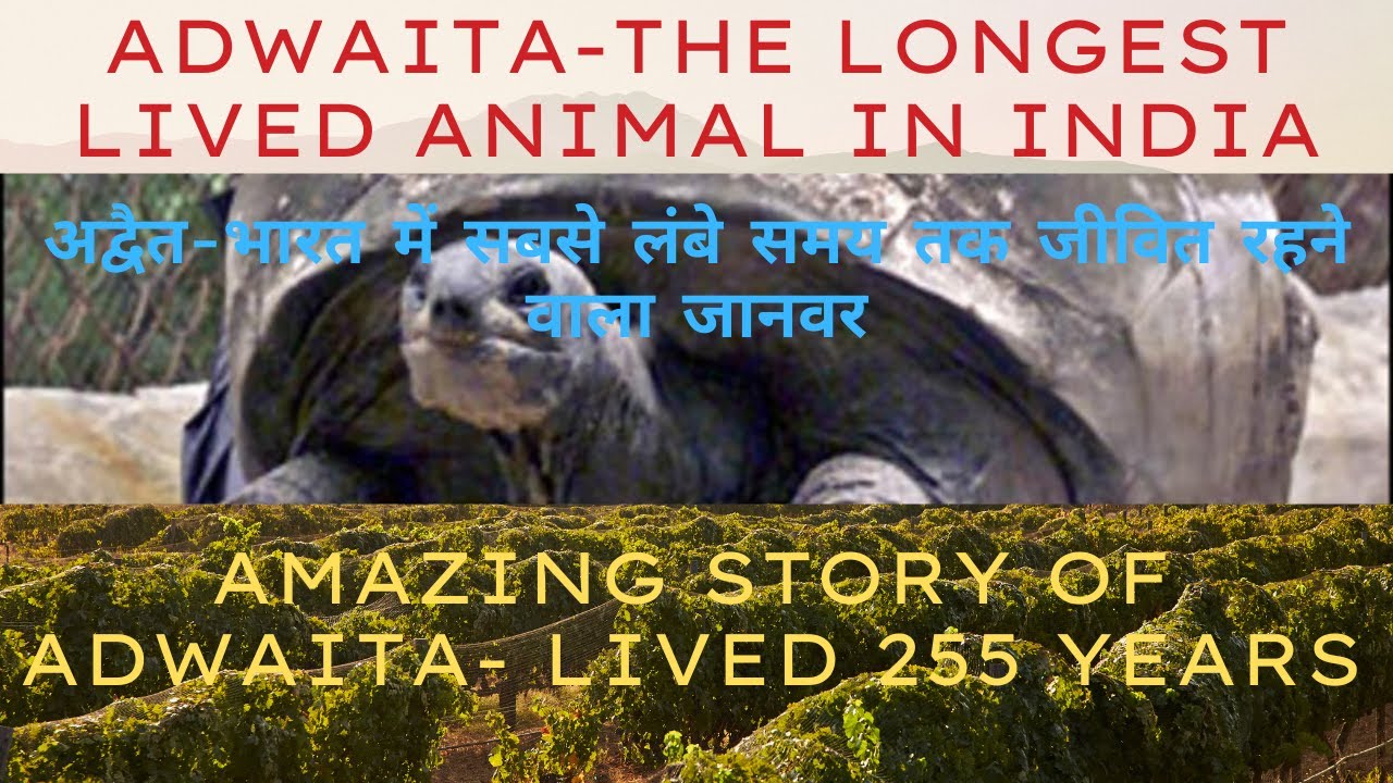 Adwaita the longest lived animal in India/अद्वैतI-भारत में सबसे लंबे ...